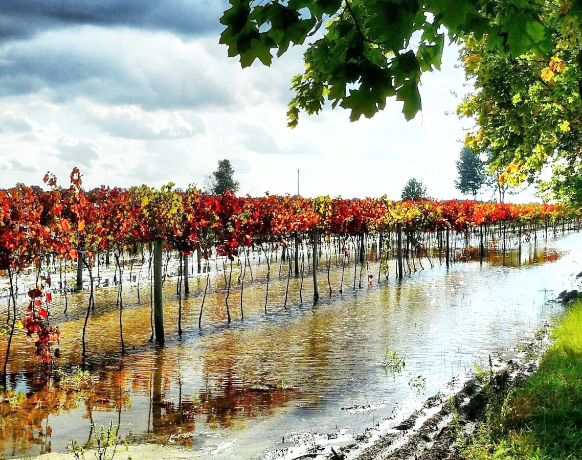 Edge, a poem written by Sylvia Plath at Spillwords.com