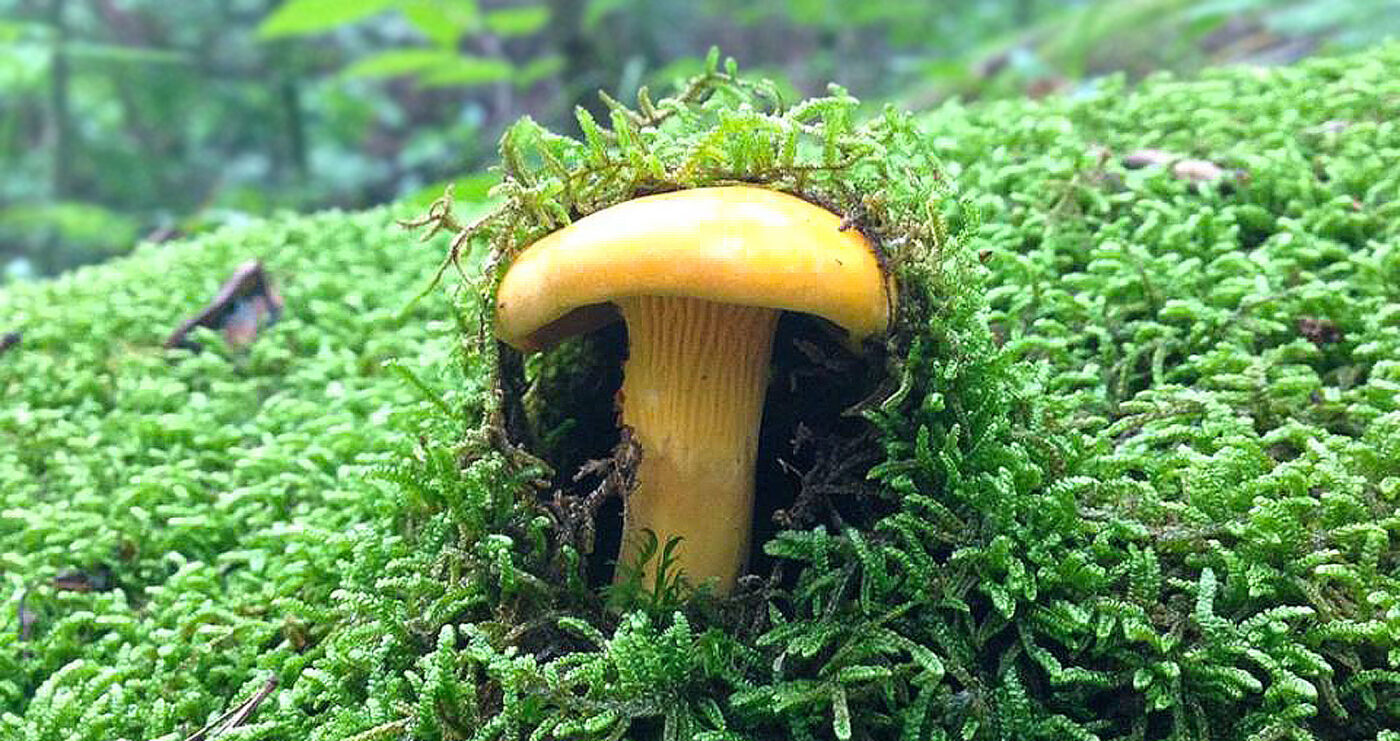 Schrooms by Hunter James at Spillwords.com