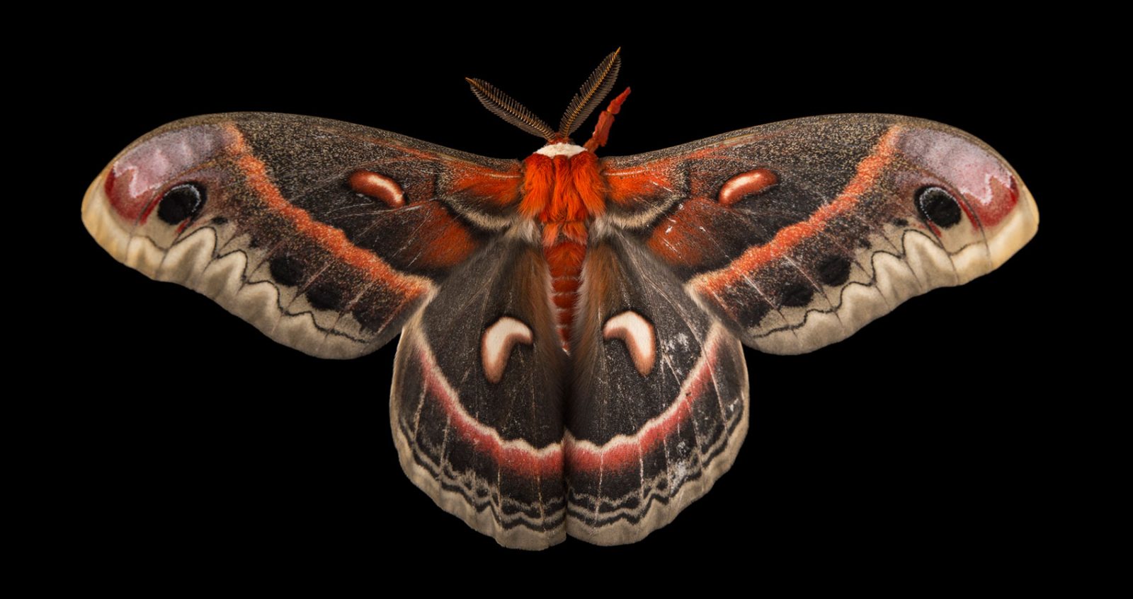 A Moth written by S. Thomas Summers at Spillwords.com