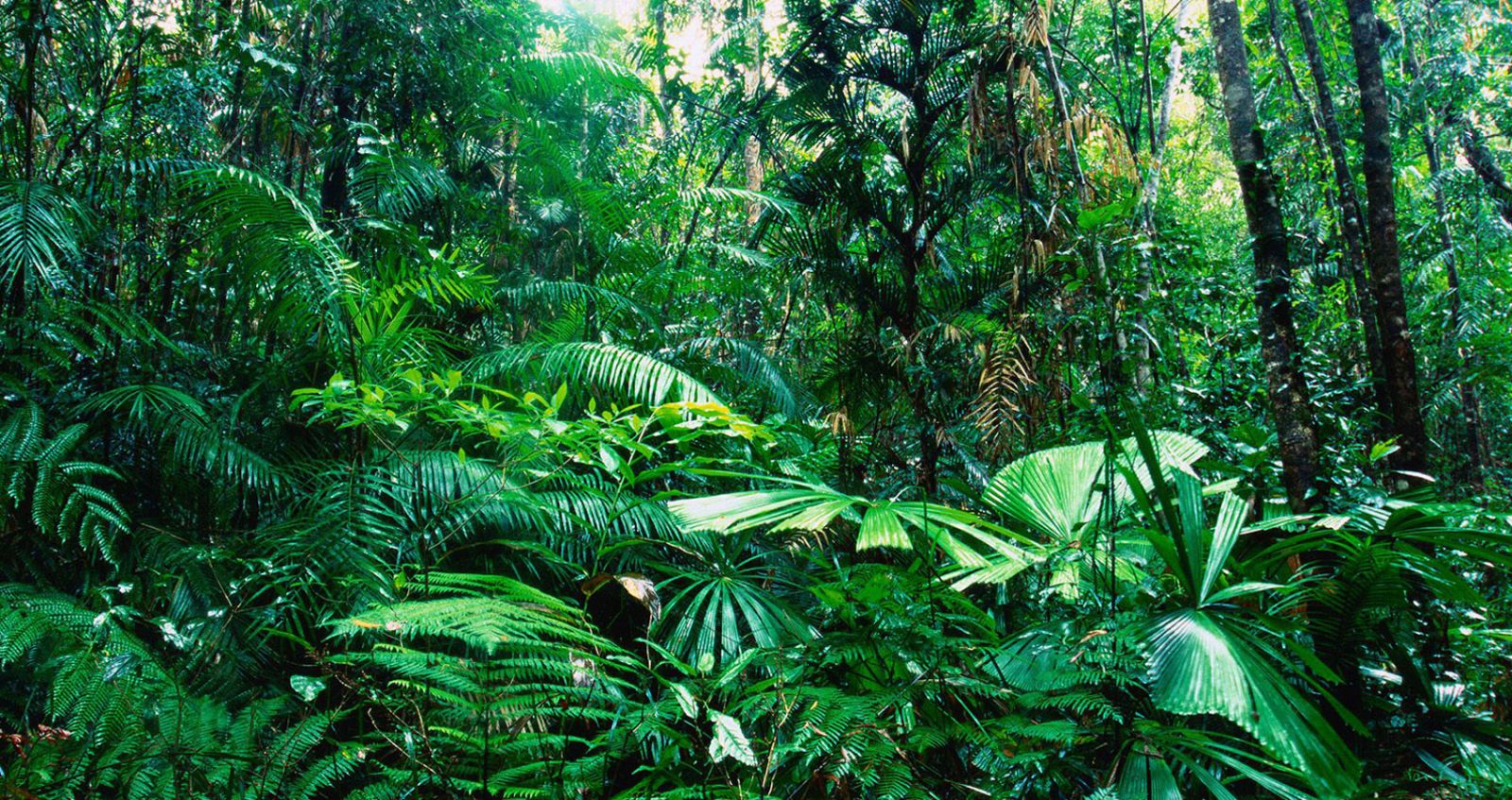 Rain After Drought poem at Spillwords.com