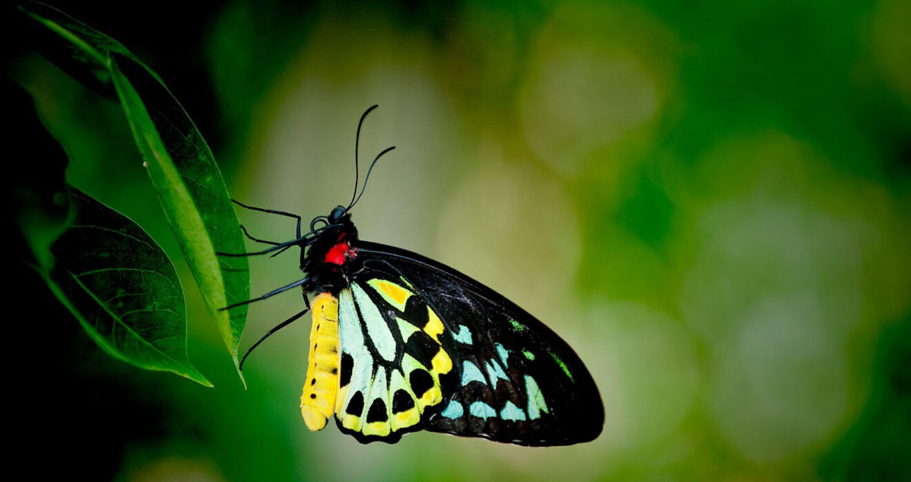 Native Butterflies by Jessica Helen Brant at Spillwords.com