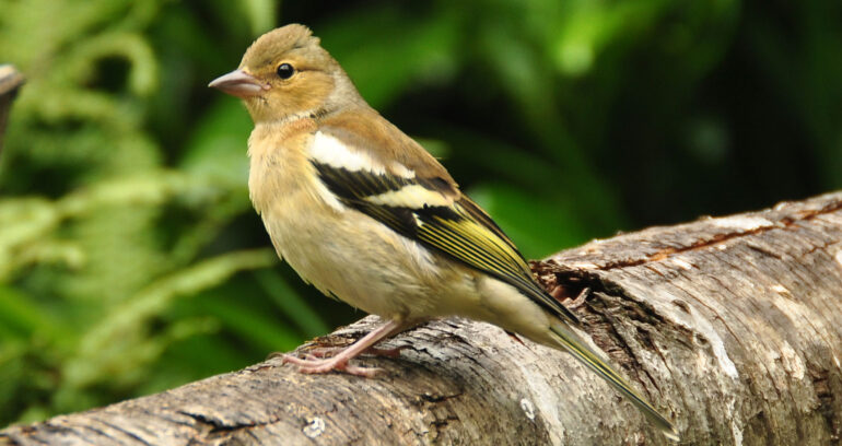 The Chaffinch written by Gordana Kokich at Spillwords.com