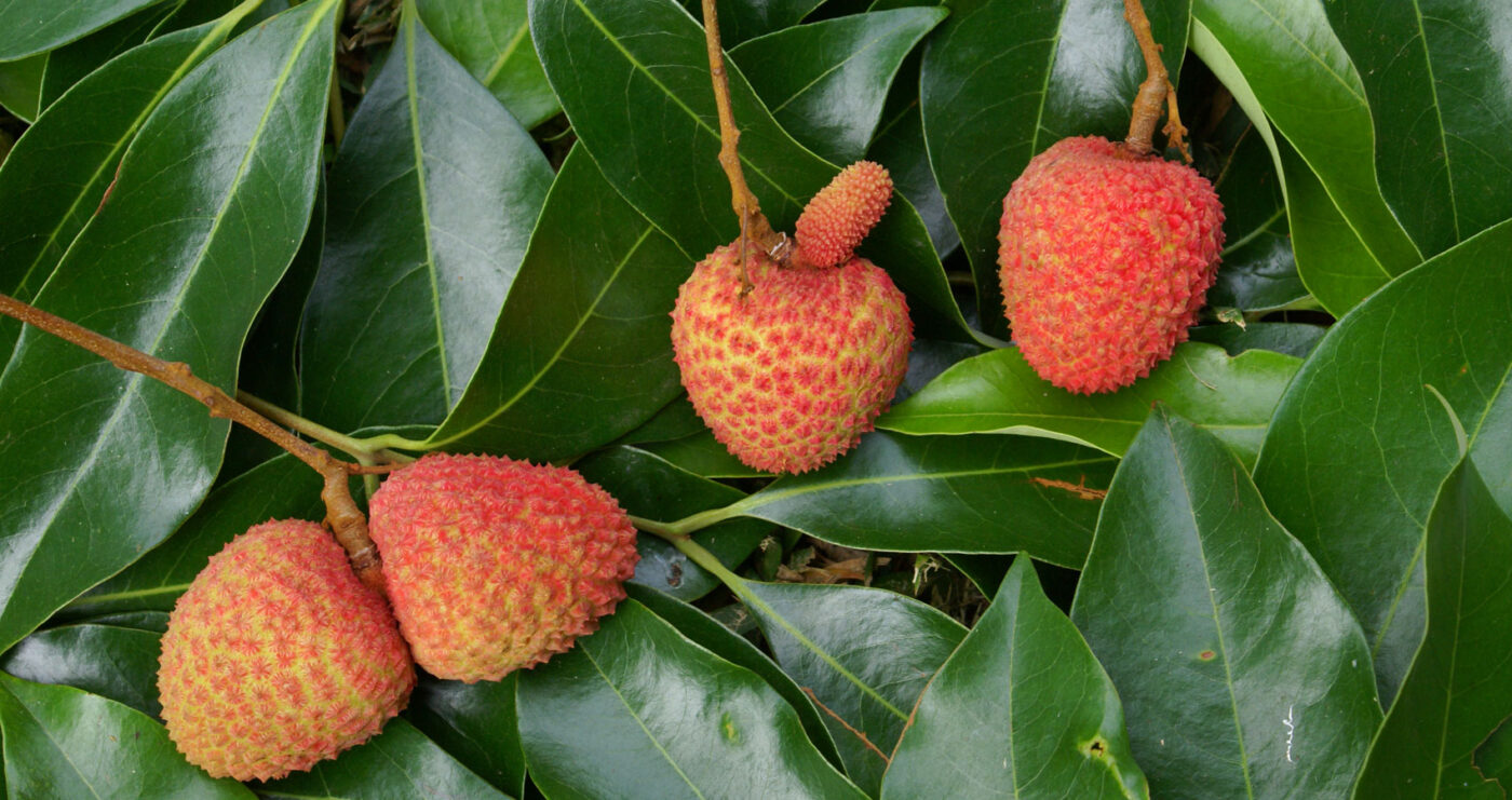 Yarling written by Ipsita Banerjee at Spillwords.com