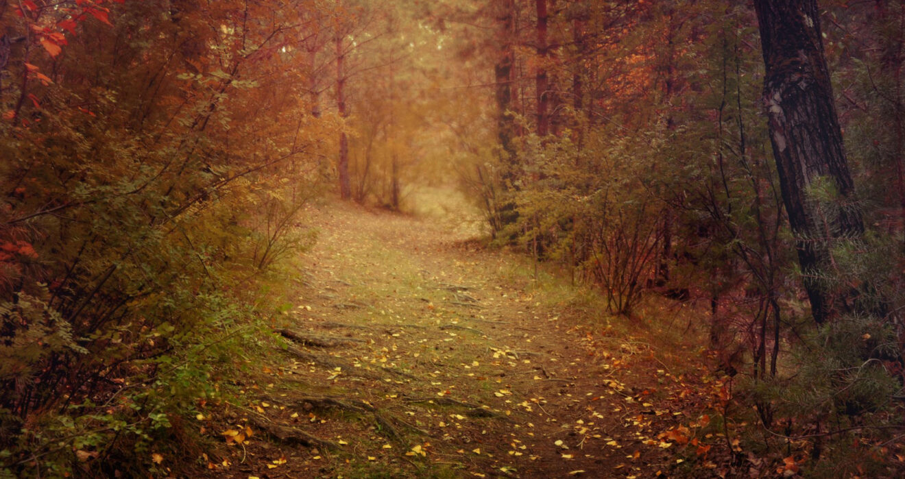 An Evening Walk in Autumn by hedgehog at Spillwords.com