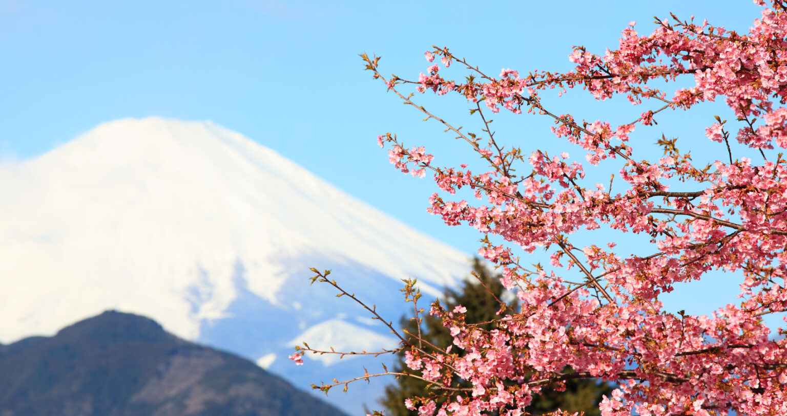 My Own Sakura written by Joyce Butler at Spillwords.com