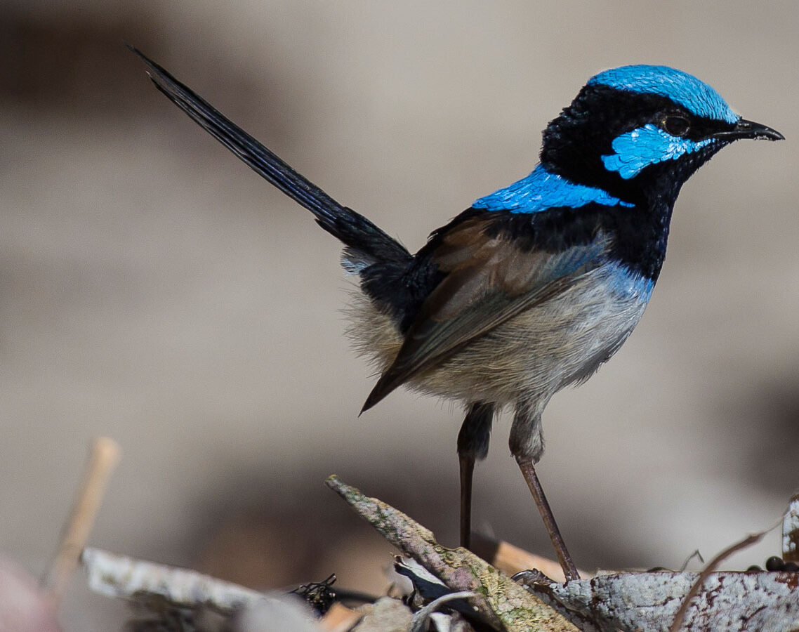 Ordinary Me written by Nesbit and Gibley at Spillwords.com