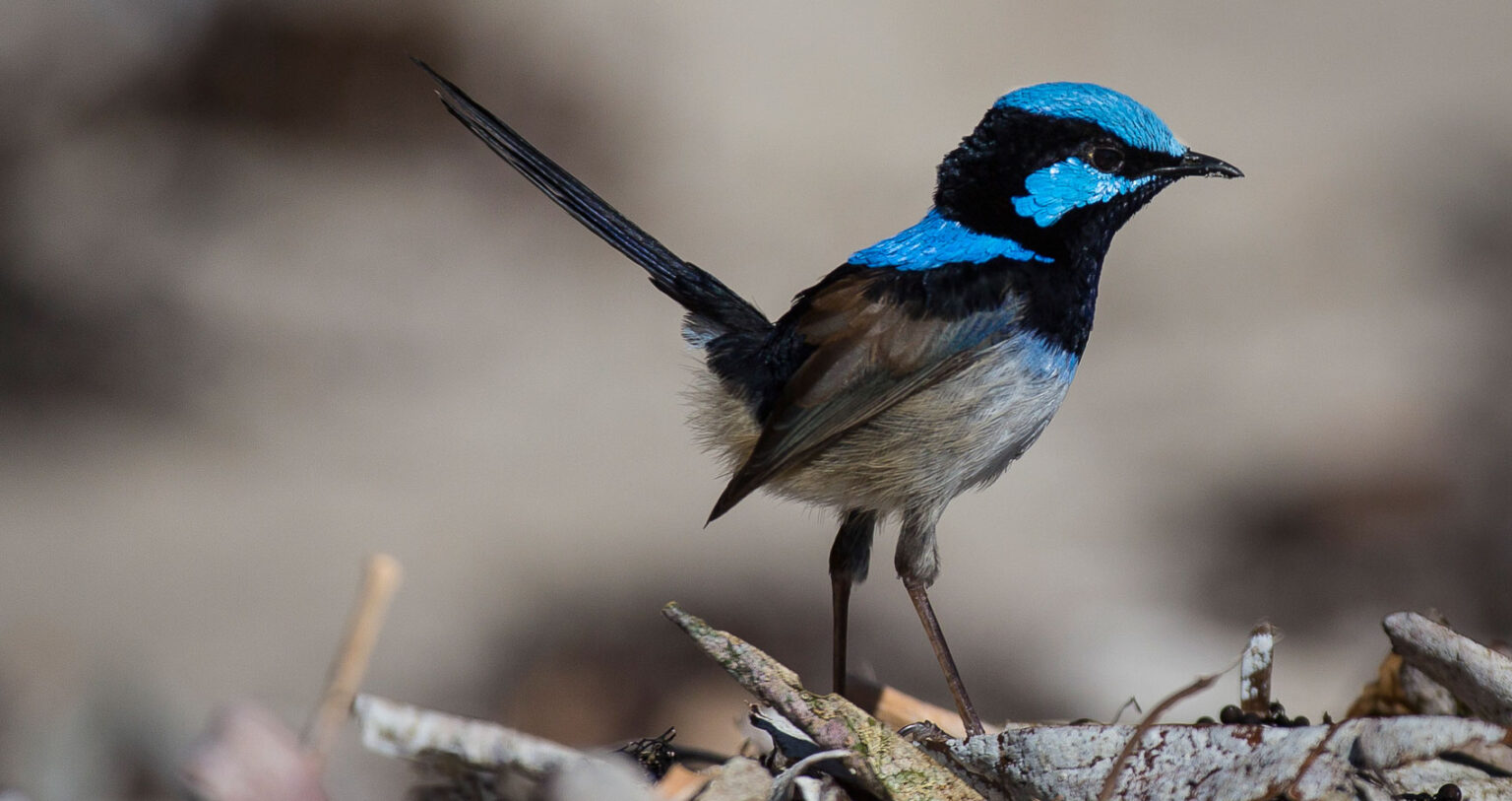 Silly Bird Wants to Fly by Khalid Belkhalfi at Spillwords.com