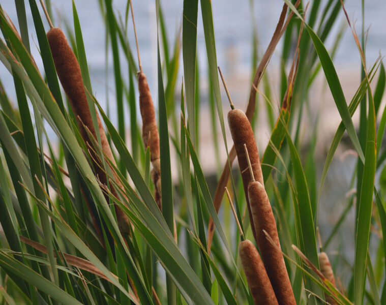 This skimming light by Hanno Cramer at Spillwords.com