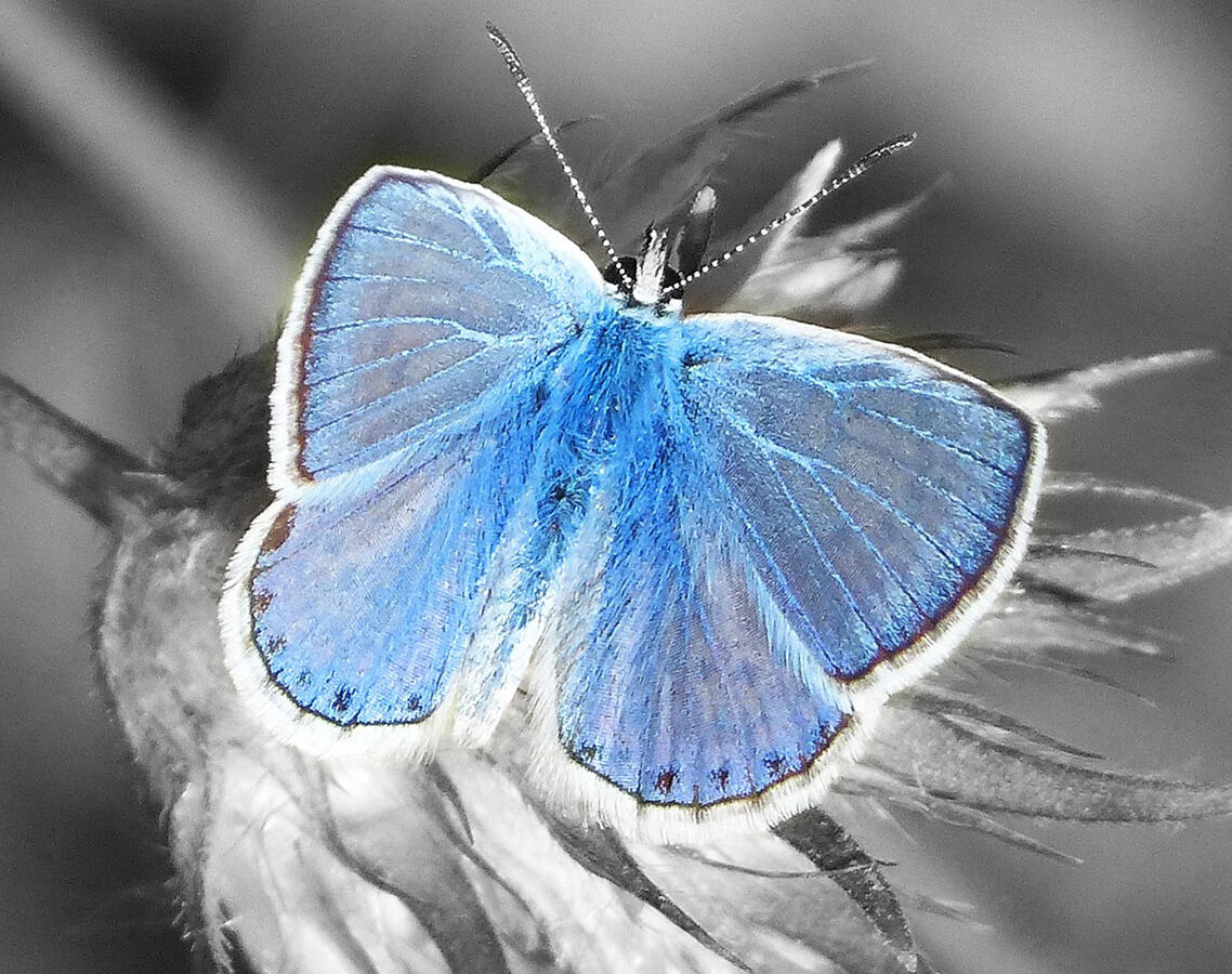 The Old Man, micropoetry by Timothy Resau at Spillwords.com