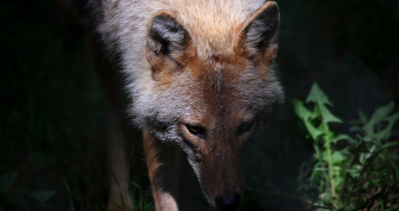 Coyote written by Cindy Medina at Spillwords.com