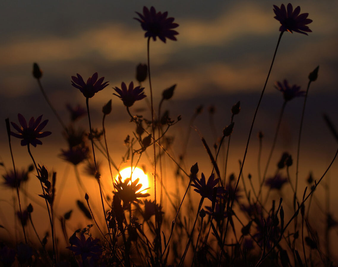 We The People by James Dean Collins at Spillwords.com