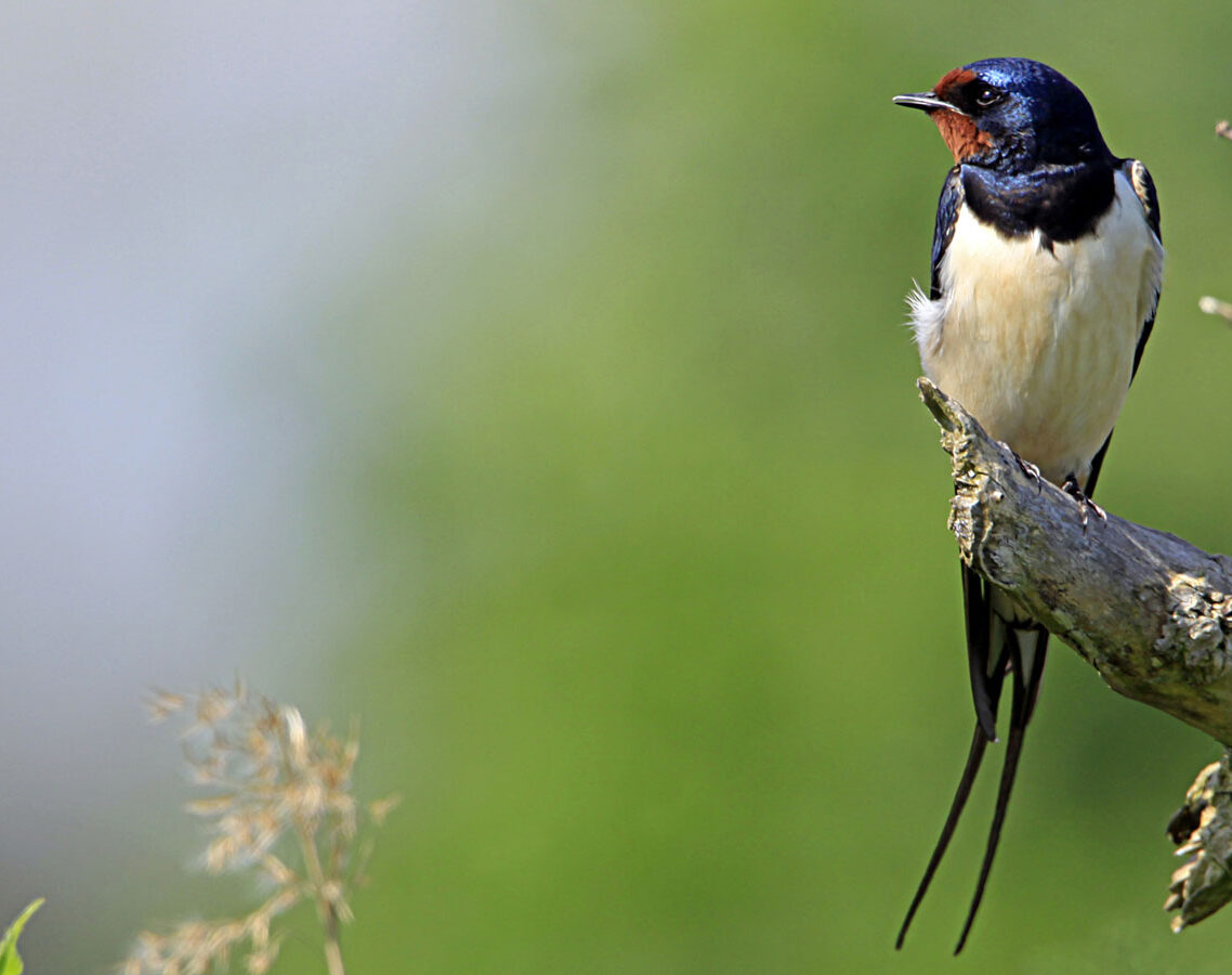 One Inch Tall by Shel Silverstein at Spillwords.com