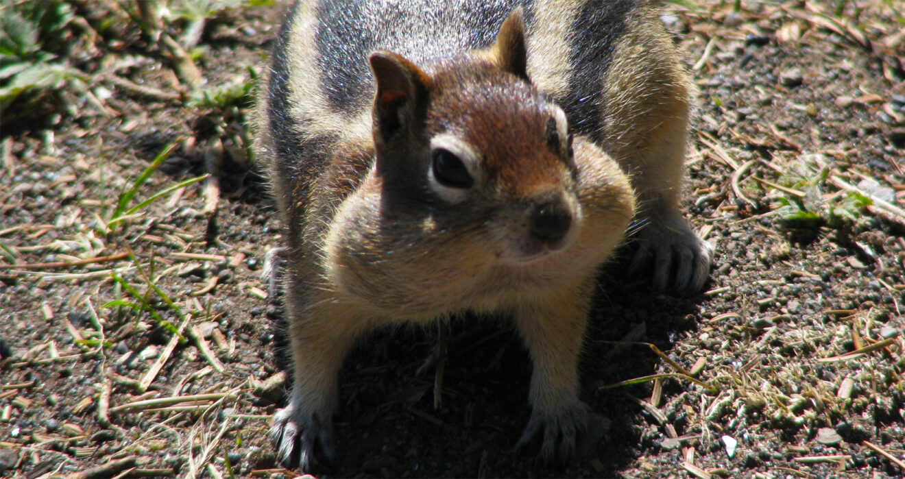 Squirrel Cheeks written by Aurora Kastanias at Spillwords.com