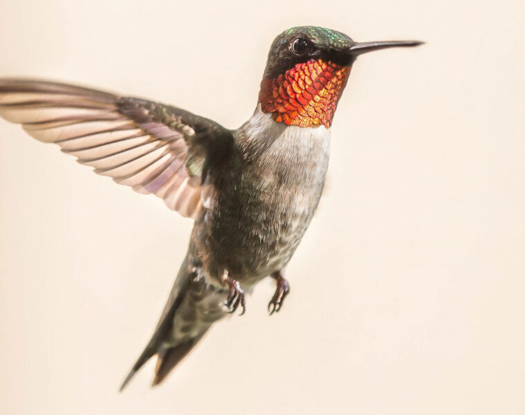 The Old Man, micropoetry by Timothy Resau at Spillwords.com