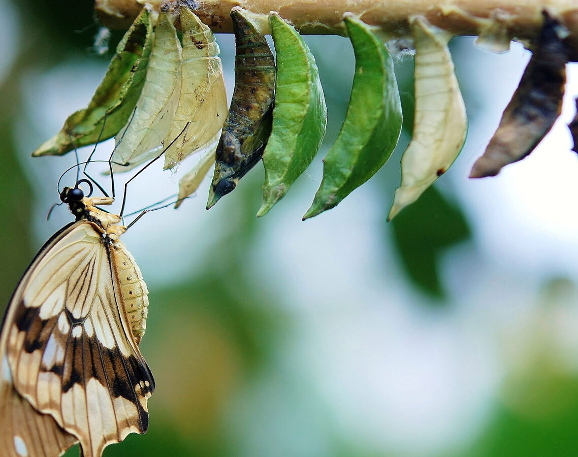 Funeral Pyre written by Michael Shea at Spillwords.com