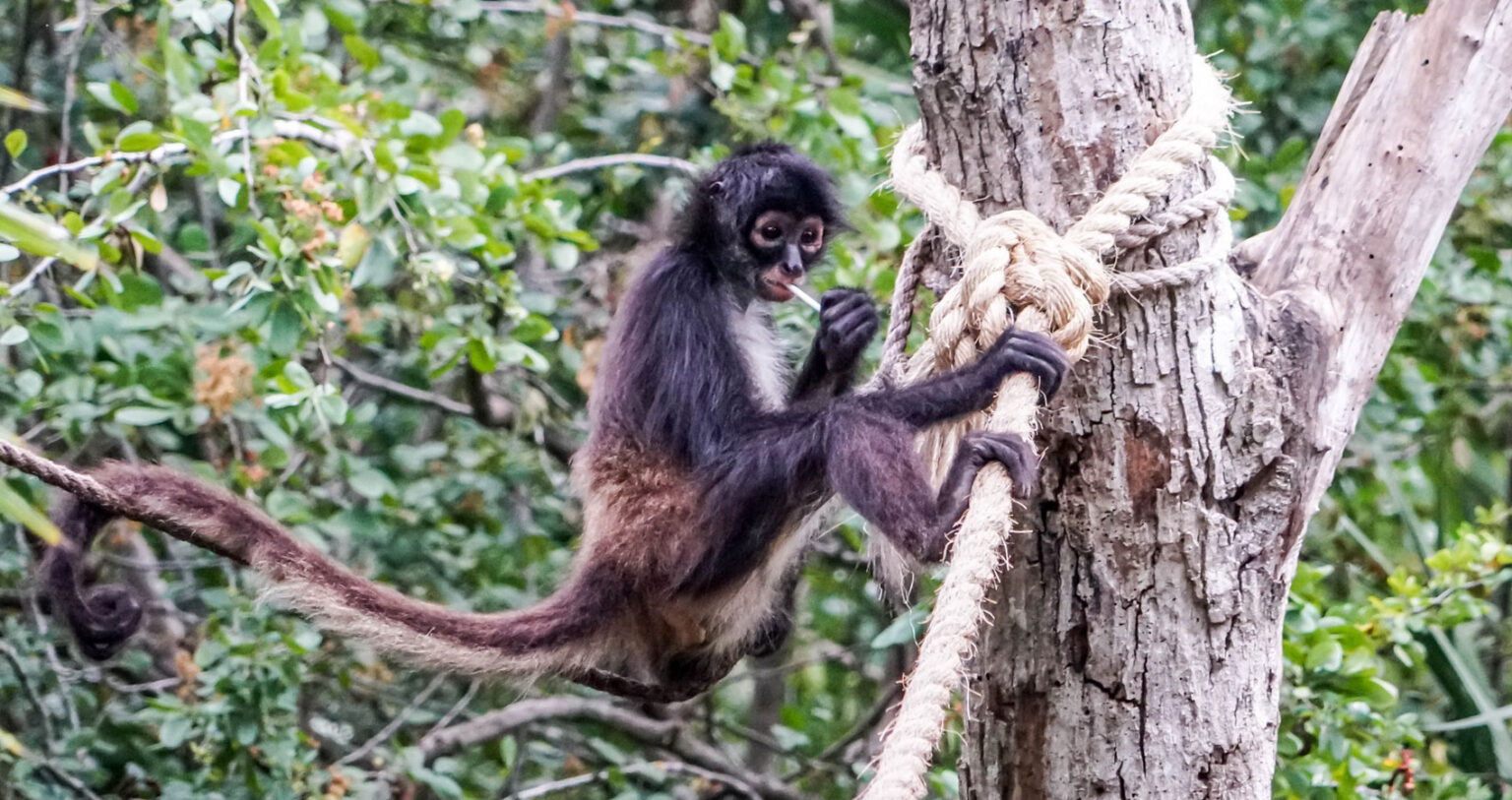 Dangling Monkeys, micropoetry written by Mary Bone at Spillwords.com