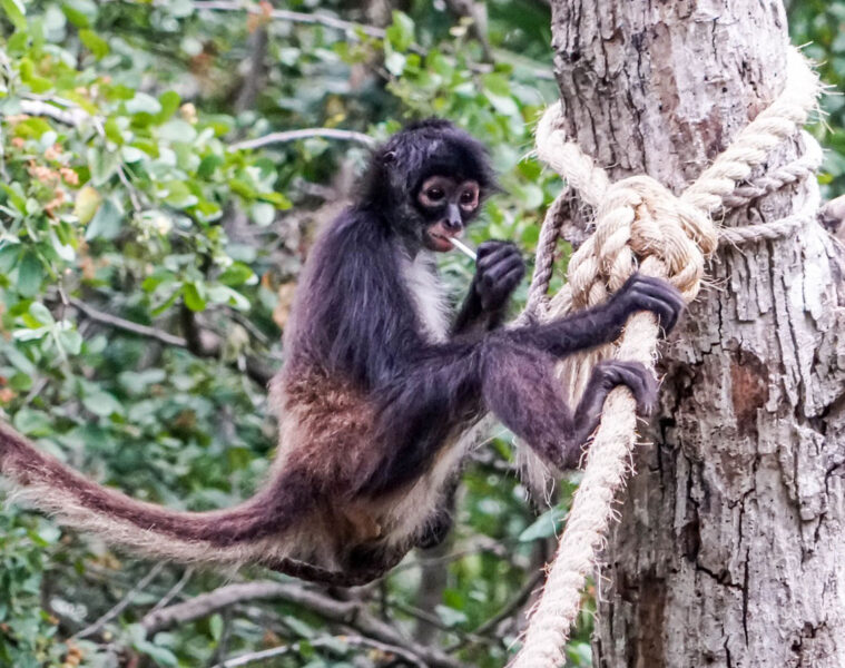 Cold Medicine Induced Dreams at Spillwords.com