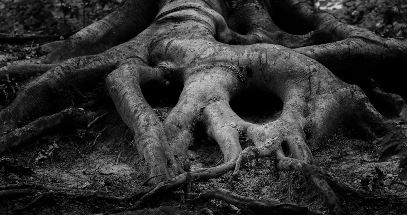 The Corpse, poetry written by Ipsita Banerjee at Spillwords.com