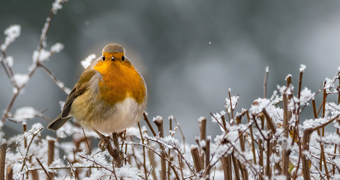 The Robin Poem, written by David Mark Baldock at Spillwords.com