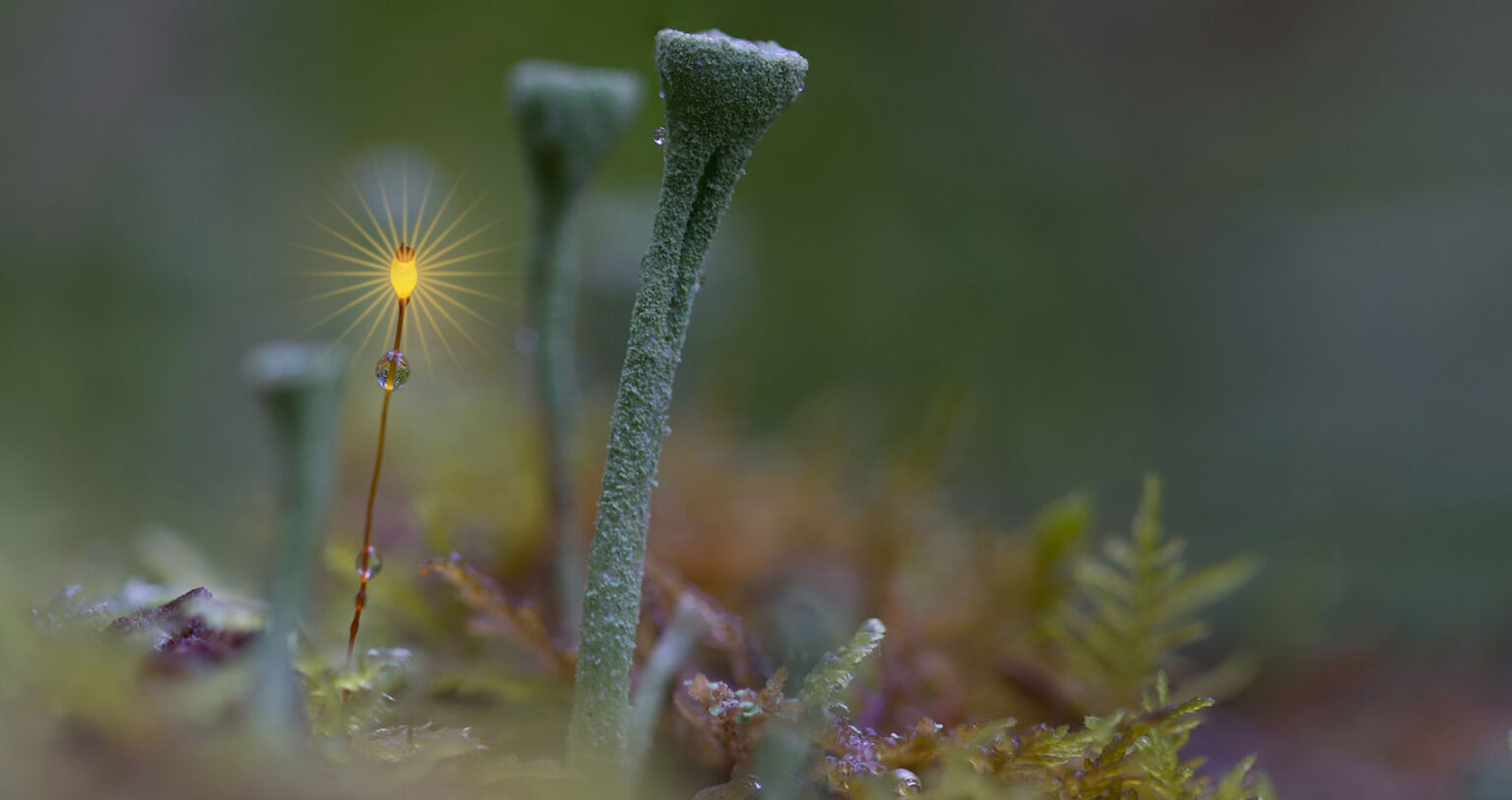 Lichen I and Nature, a poem written by AS Rijal at Spillwords.com