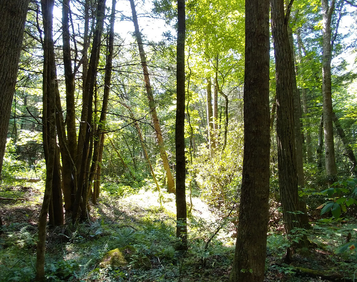 A Song in the Night by Gayl Wright at Spillwords.com