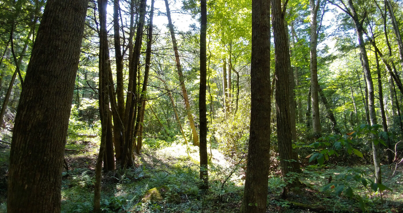 Solitude In The Woods, written by Gayl Wright at Spillwords.com