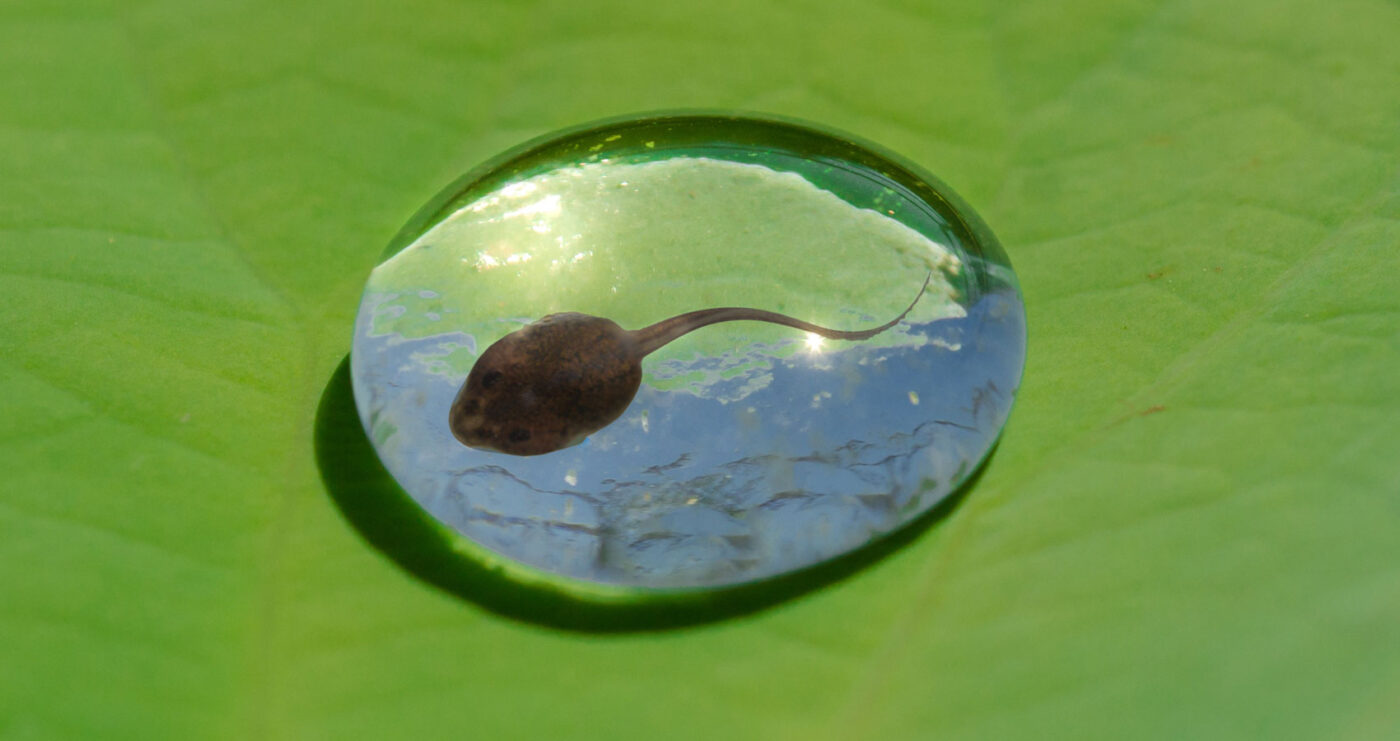 Tadpole, poetry written by Katy Santiff at Spilwords.com