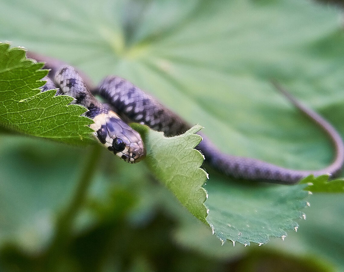 Summer Time written by Natalia Aeschliman at Spillwords.com