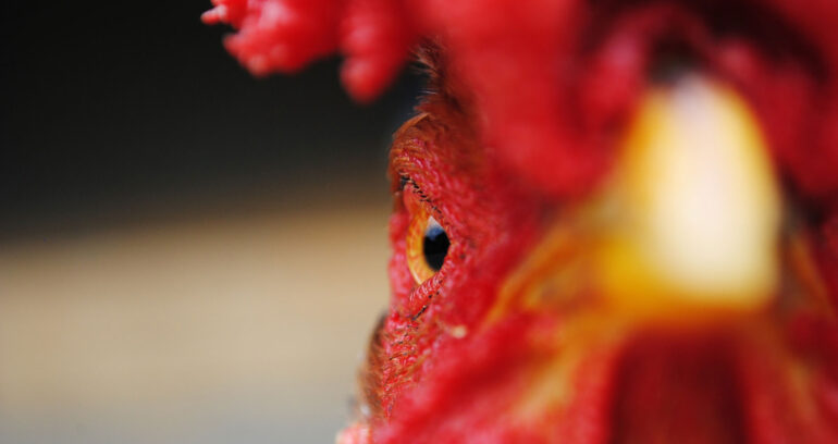 Baddass Rooster, a poem written by Sheila Henry at Spillwords.com