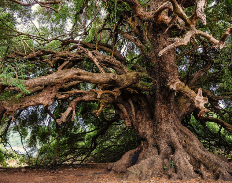 High Arabesque by Jim Hyde at Spillwords.com