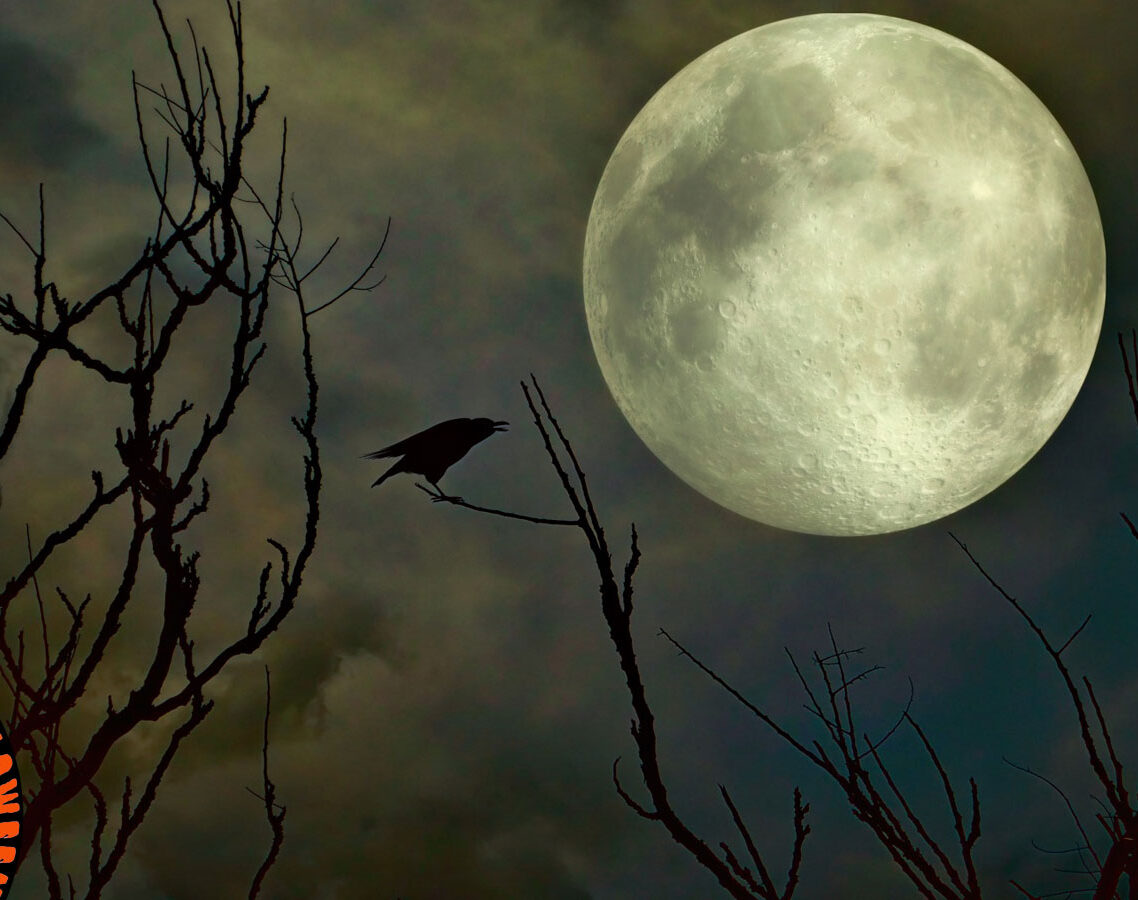 The Magpie, short story by Patrick McAteer at Spillwords.com