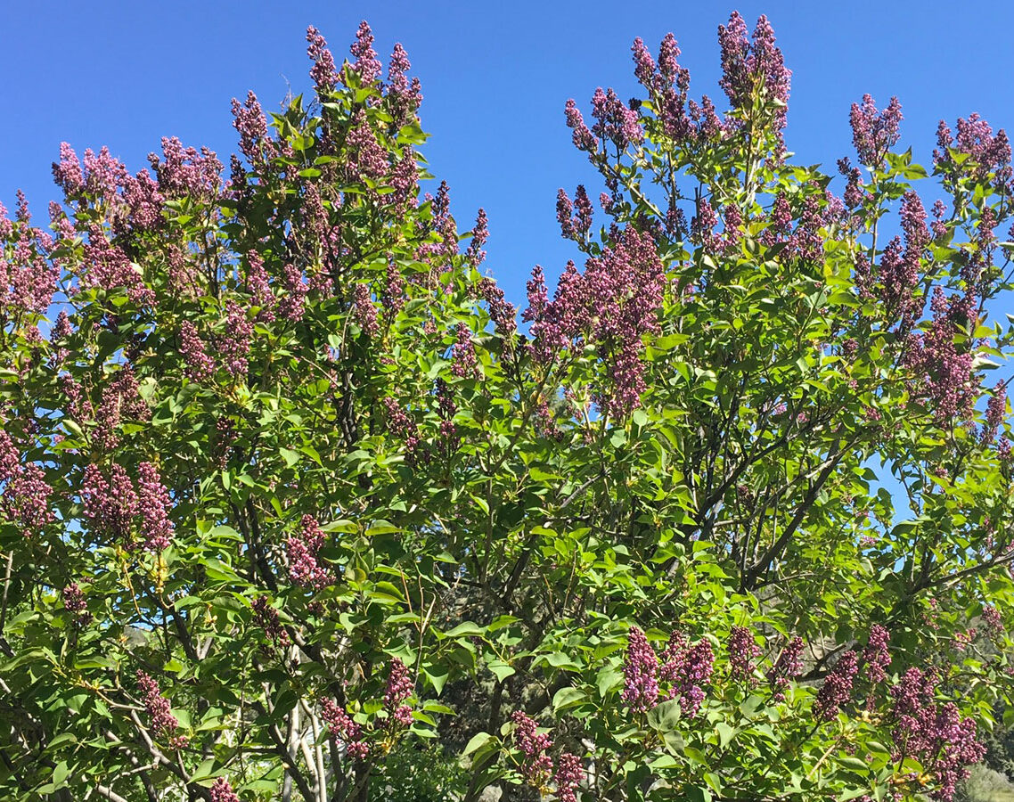 Making Holes, a haiku written by R. K. Singh at Spillwords.com