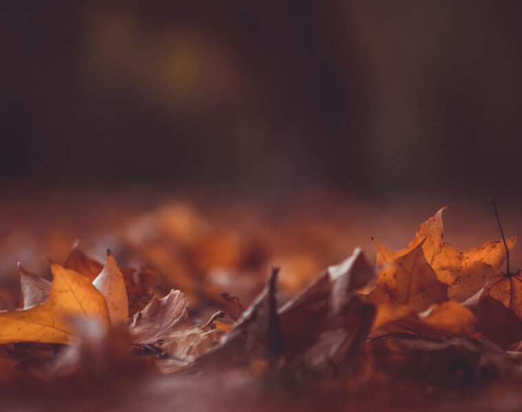 A Friend I'd Like You To Meet at Spillwords.com