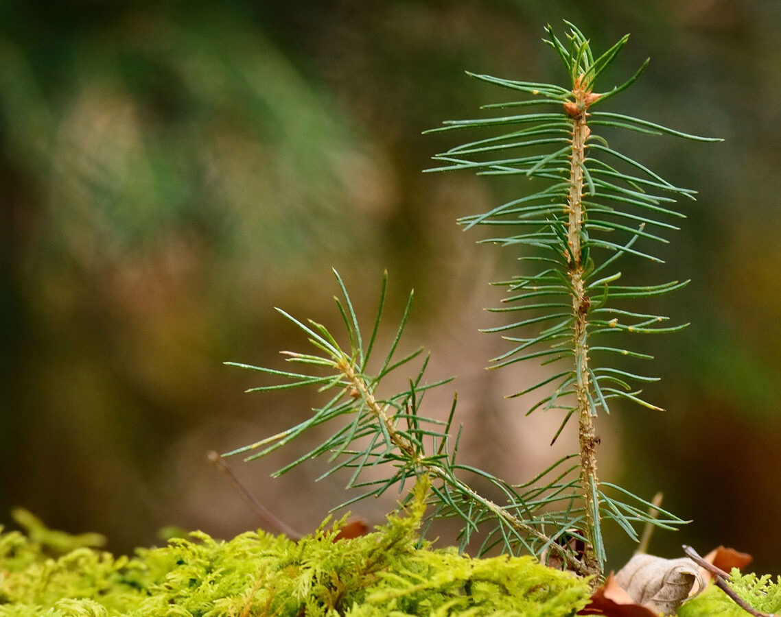 The Tragedy Of The Commons at Spillwords.com