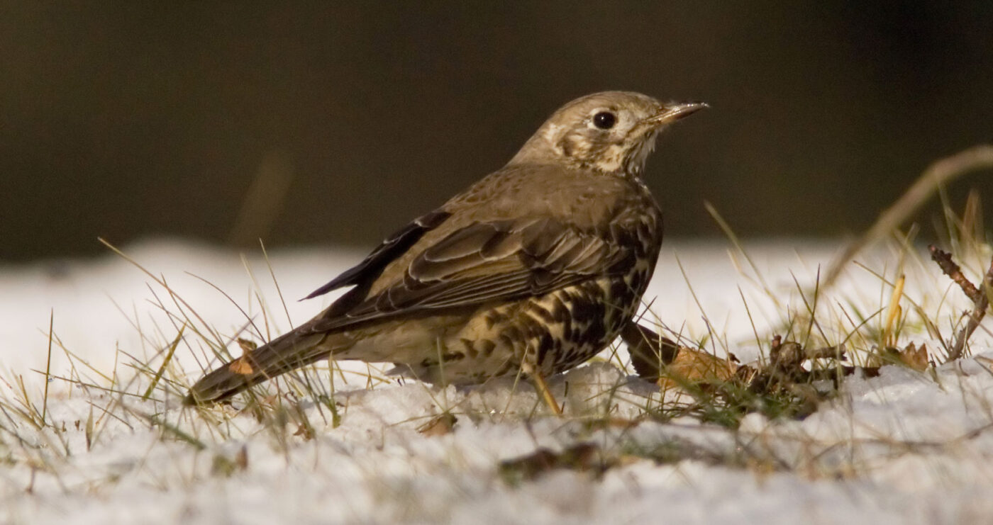 The Darkling Thrush, a poem by Thomas Hardy at Spillwords.com