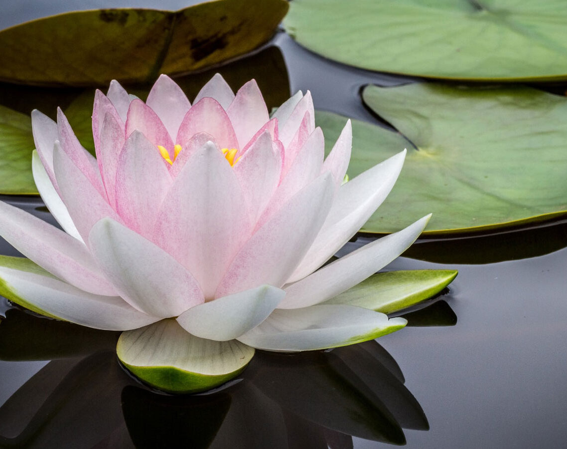 Remedy written by Meno Silencio at Spillwords.com