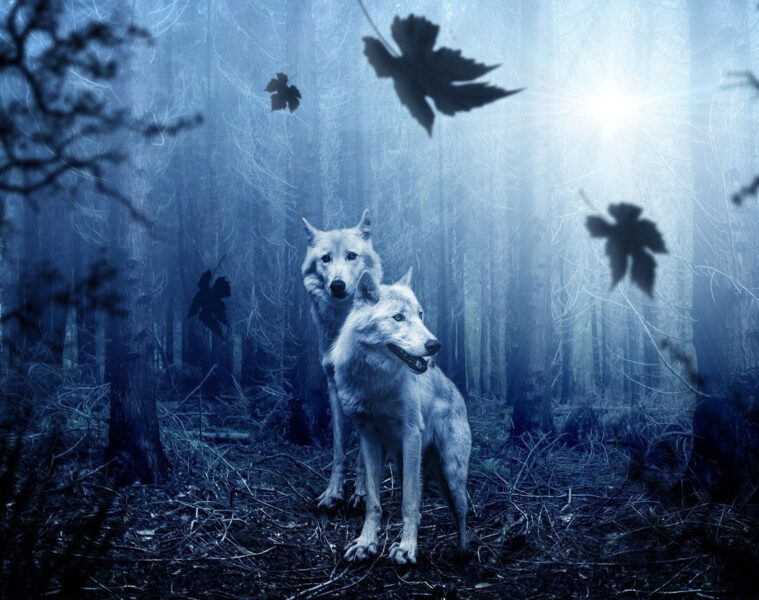 Baddass Rooster, a poem written by Sheila Henry at Spillwords.com