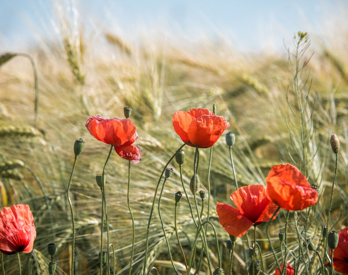 Along With Youth, a poem by Ernest M. Hemingway at Spillwords.com