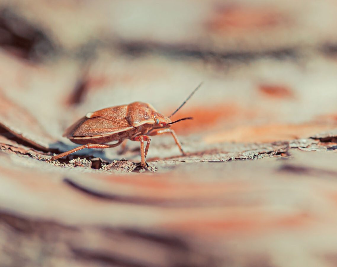 The Visit To The Café written by Rodney Ison at Spillwords.com