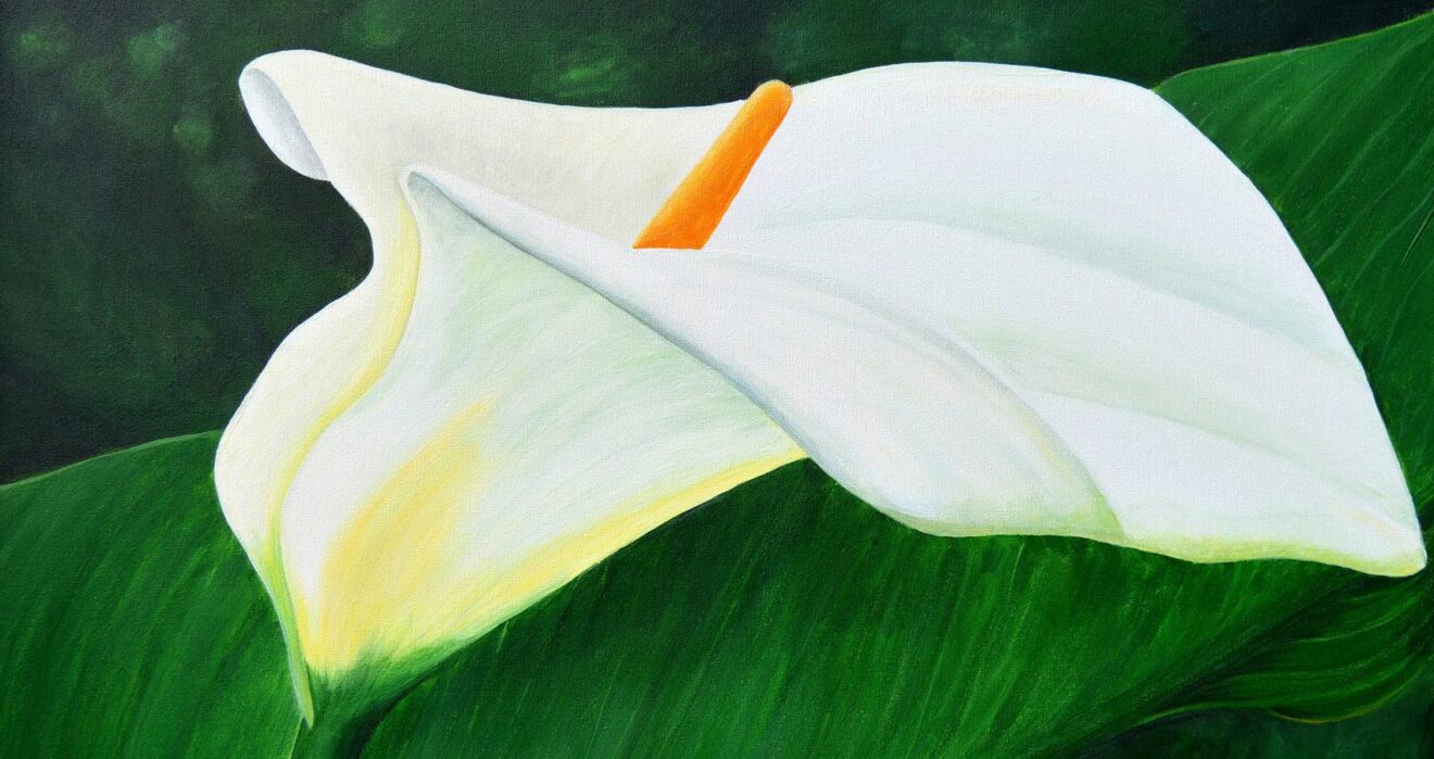 Calla Lilies, poetry written by Mark Tulin at Spillwords.com