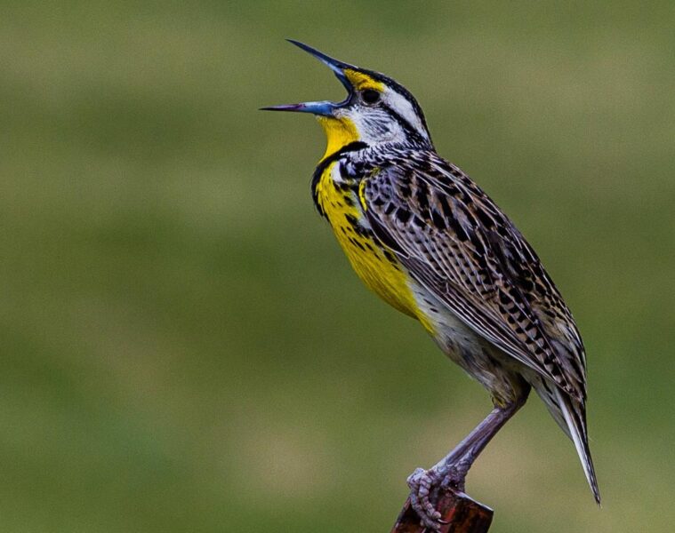 High Arabesque by Jim Hyde at Spillwords.com