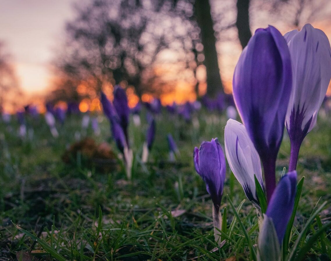 The Chalice, a poem written by Verona Jones at Spillwords.com