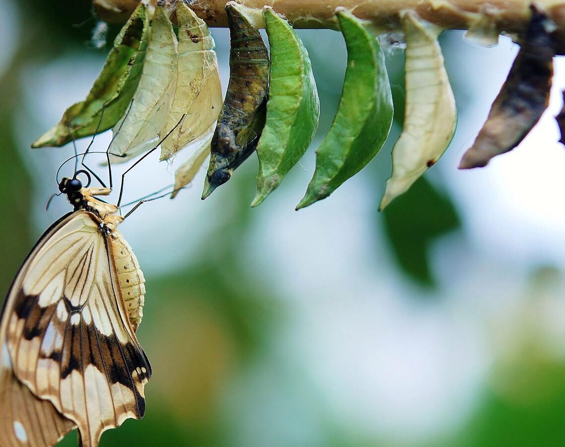 Half Hearted written by Any1mark at Spillwords.com