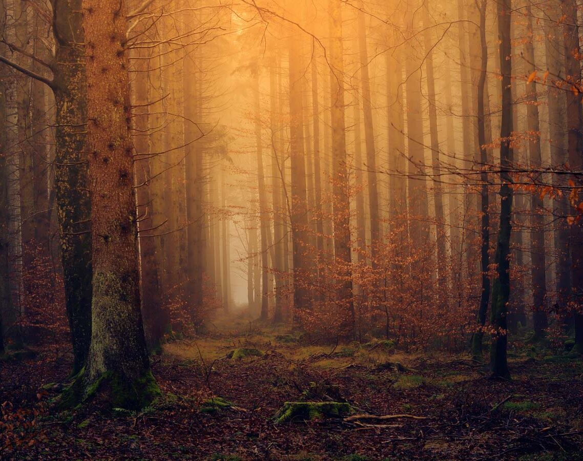 The Forest, flash fiction by J.M. Elam at Spillwords.com