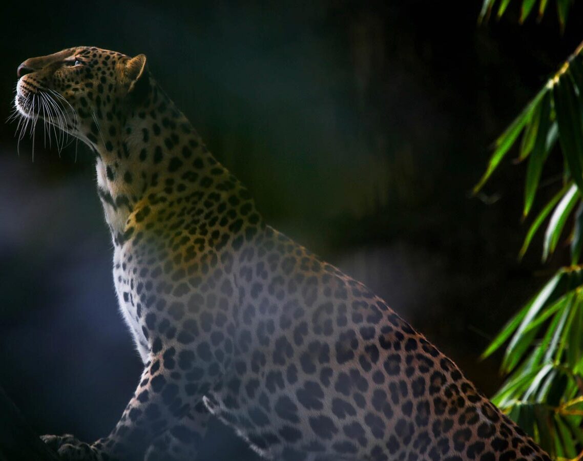 The New Colossus by Emma Lazarus at Spillwords.com