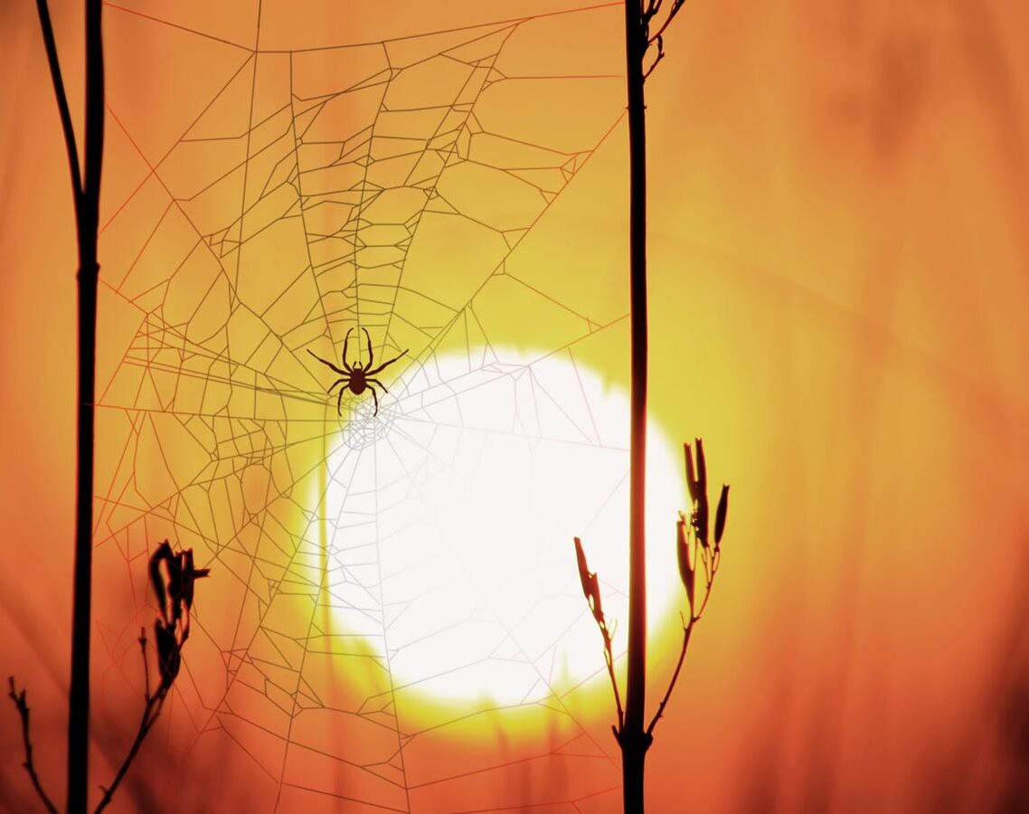 High Arabesque by Jim Hyde at Spillwords.com