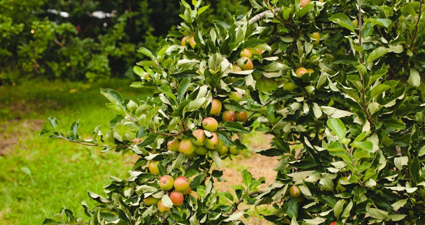 The Mango Tree, poetry by Subhodeep Chakraborty at Spillwords.com