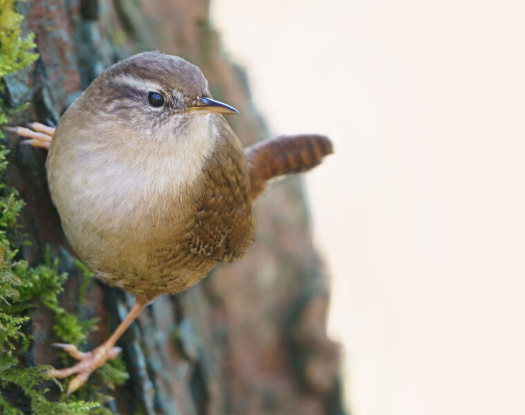 Haiku (Never Published) Poem at Spillwords.com