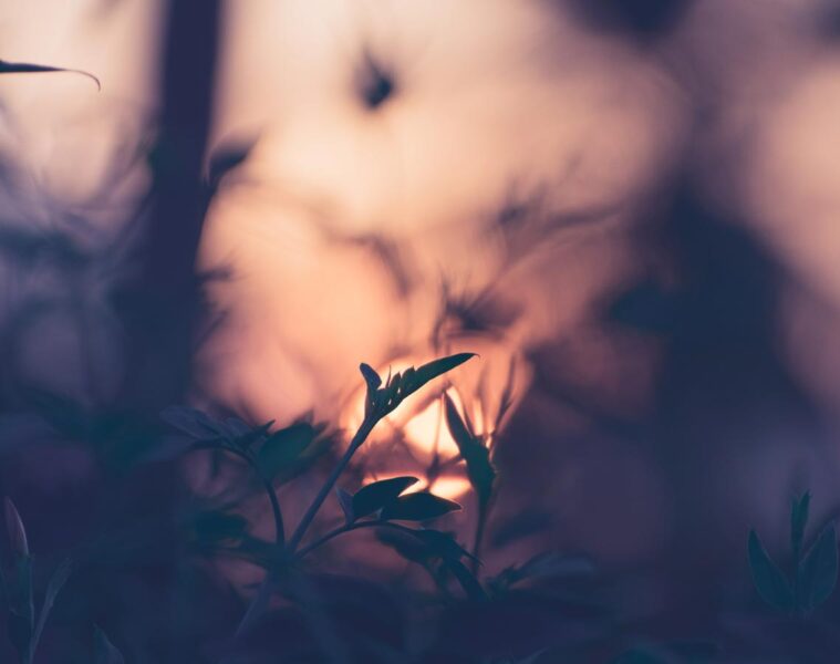 Edge, a poem written by Sylvia Plath at Spillwords.com