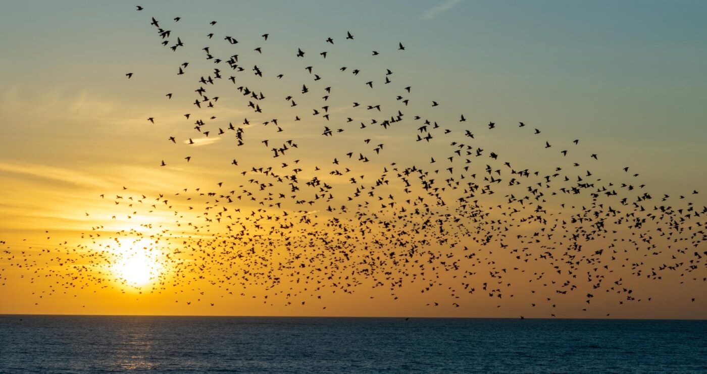 Murmuration, a poem by Paul Thwaites at Spillwords.com